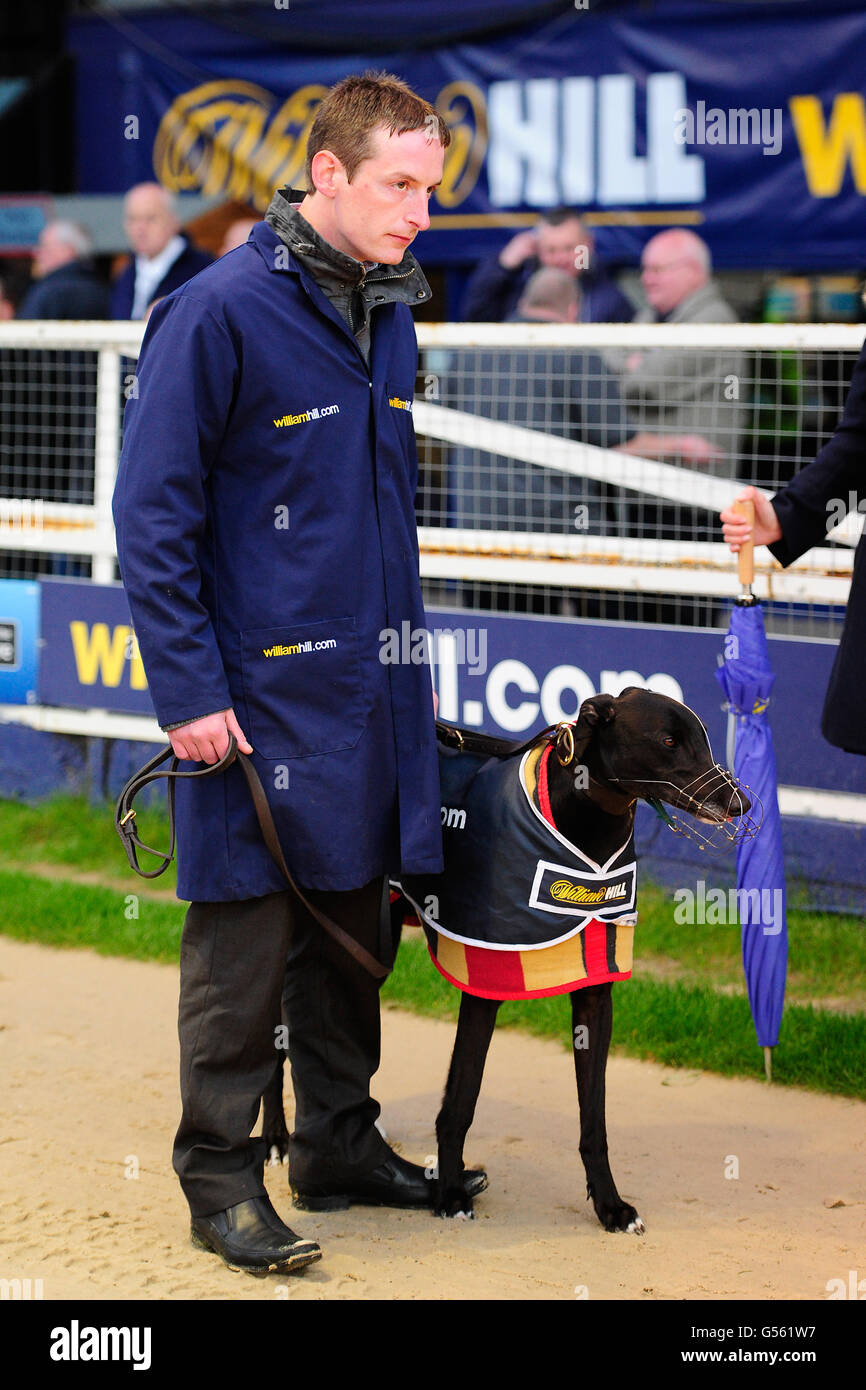 Dogs are paraded race at wimbledon stadium greyhound track hi-res stock ...