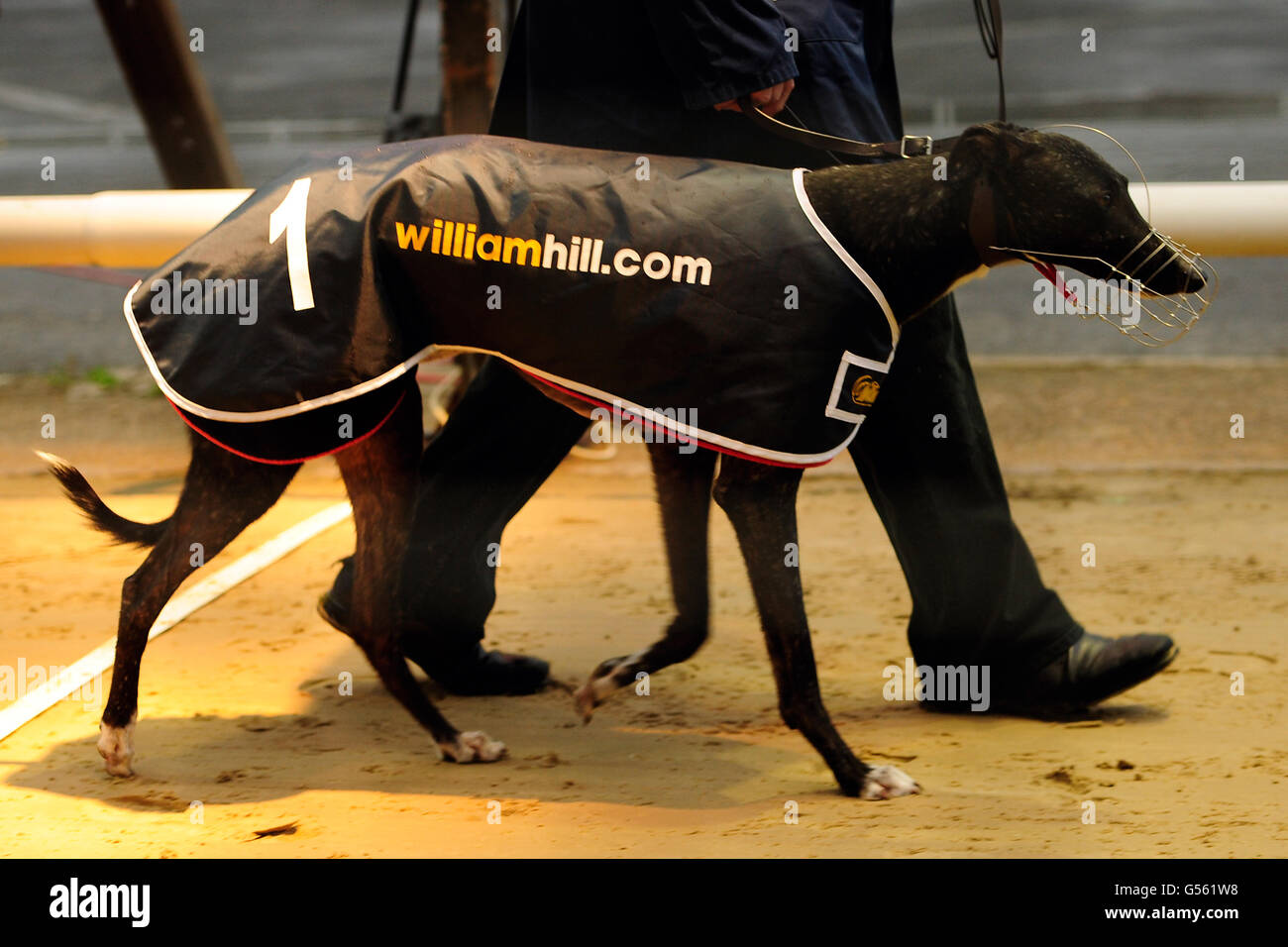 Dogs greyhound william hill brand branding advert advertising sign ...