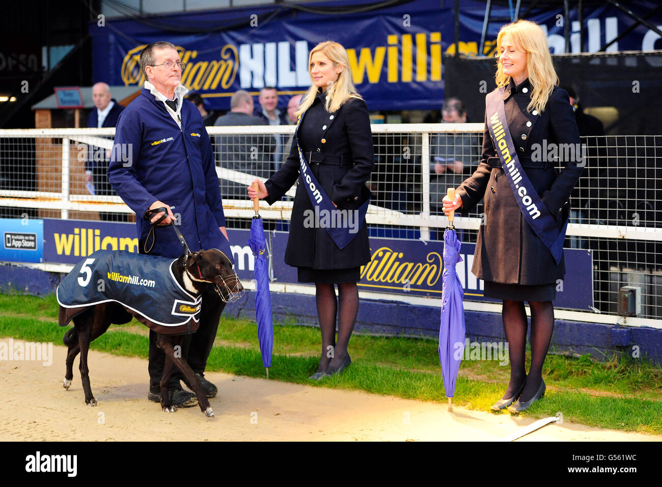 Dogs are paraded race at wimbledon stadium greyhound track hi-res stock ...