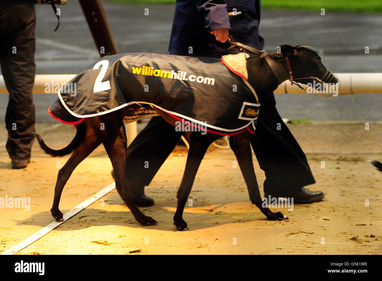 Dogs are paraded race at wimbledon stadium greyhound track hi-res stock ...
