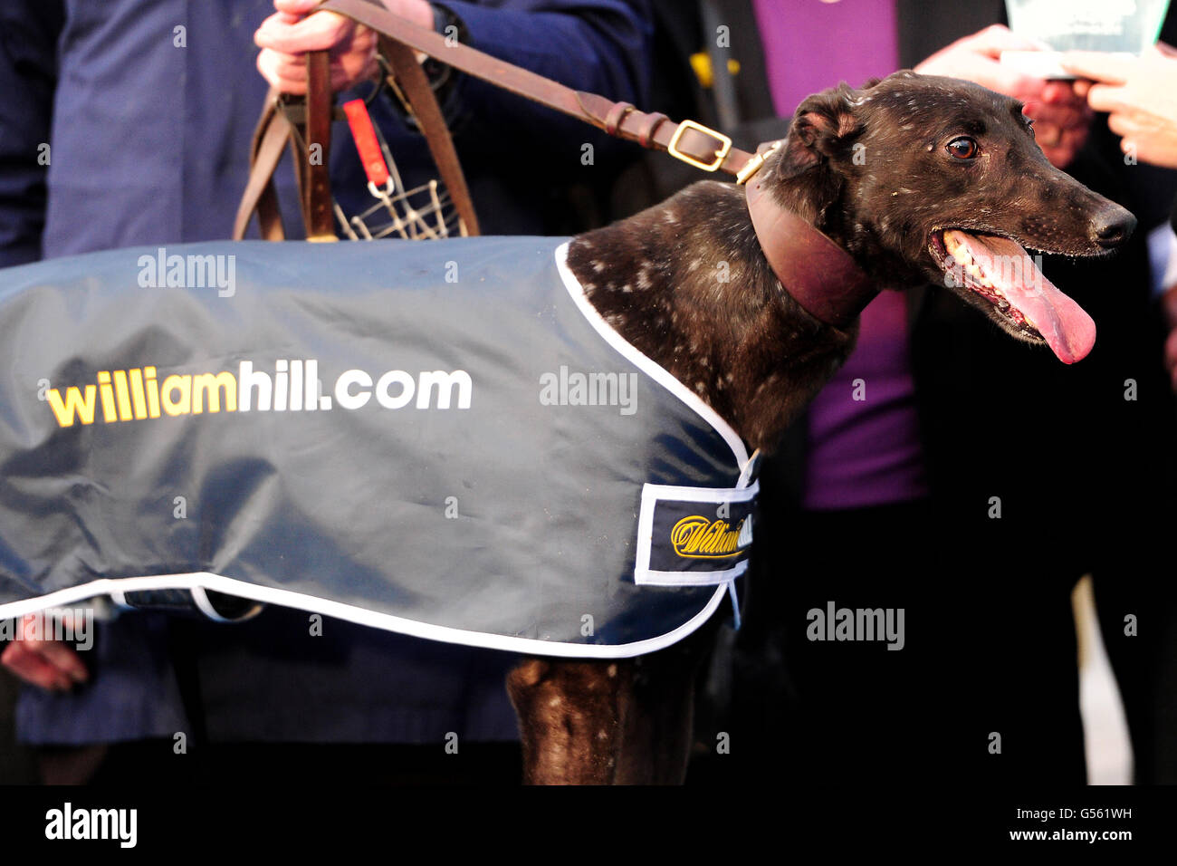 A winning greyhound on the winner's podium at Wimbledon Stadium ...