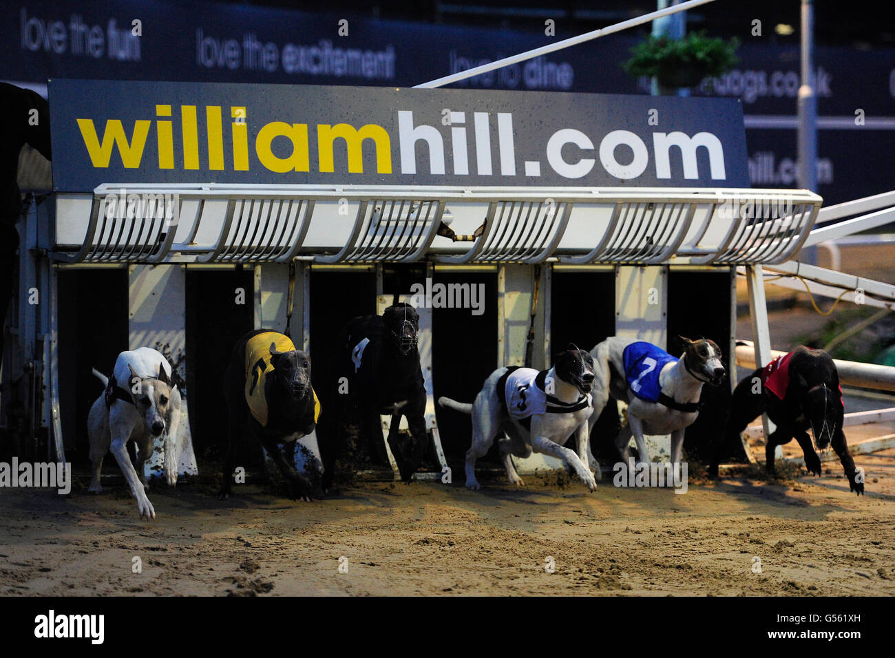 Dogs greyhound william hill brand branding advert advertising sign ...