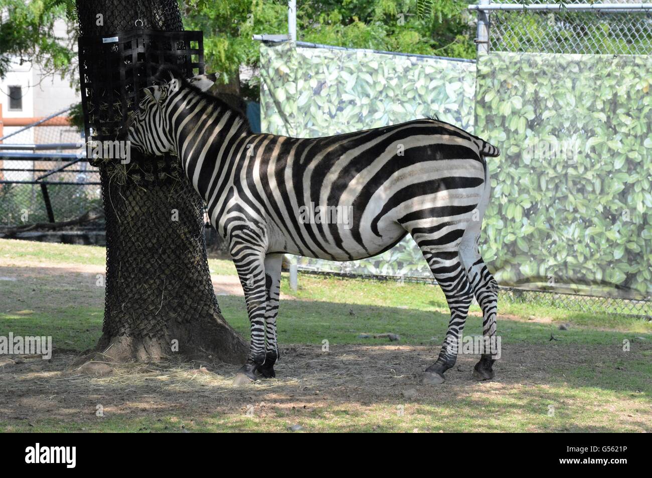 Zebra in the shade Stock Photo - Alamy