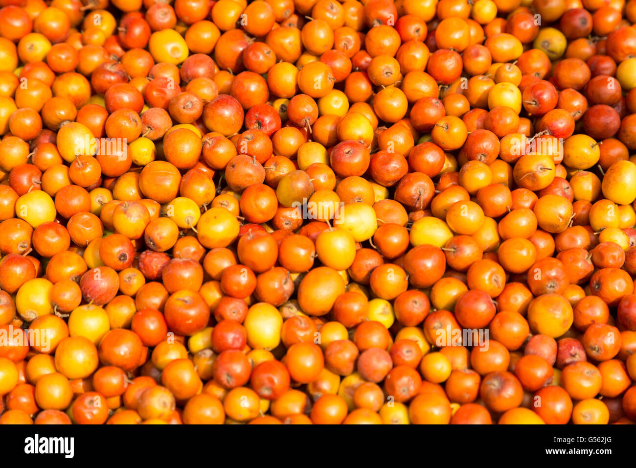 Apple ber hi-res stock photography and images - Alamy