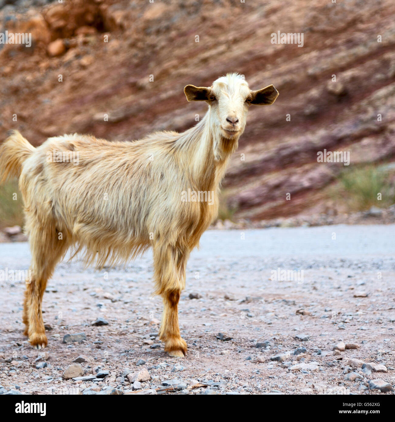 near the rock and bush in oman goat alone Stock Photo - Alamy