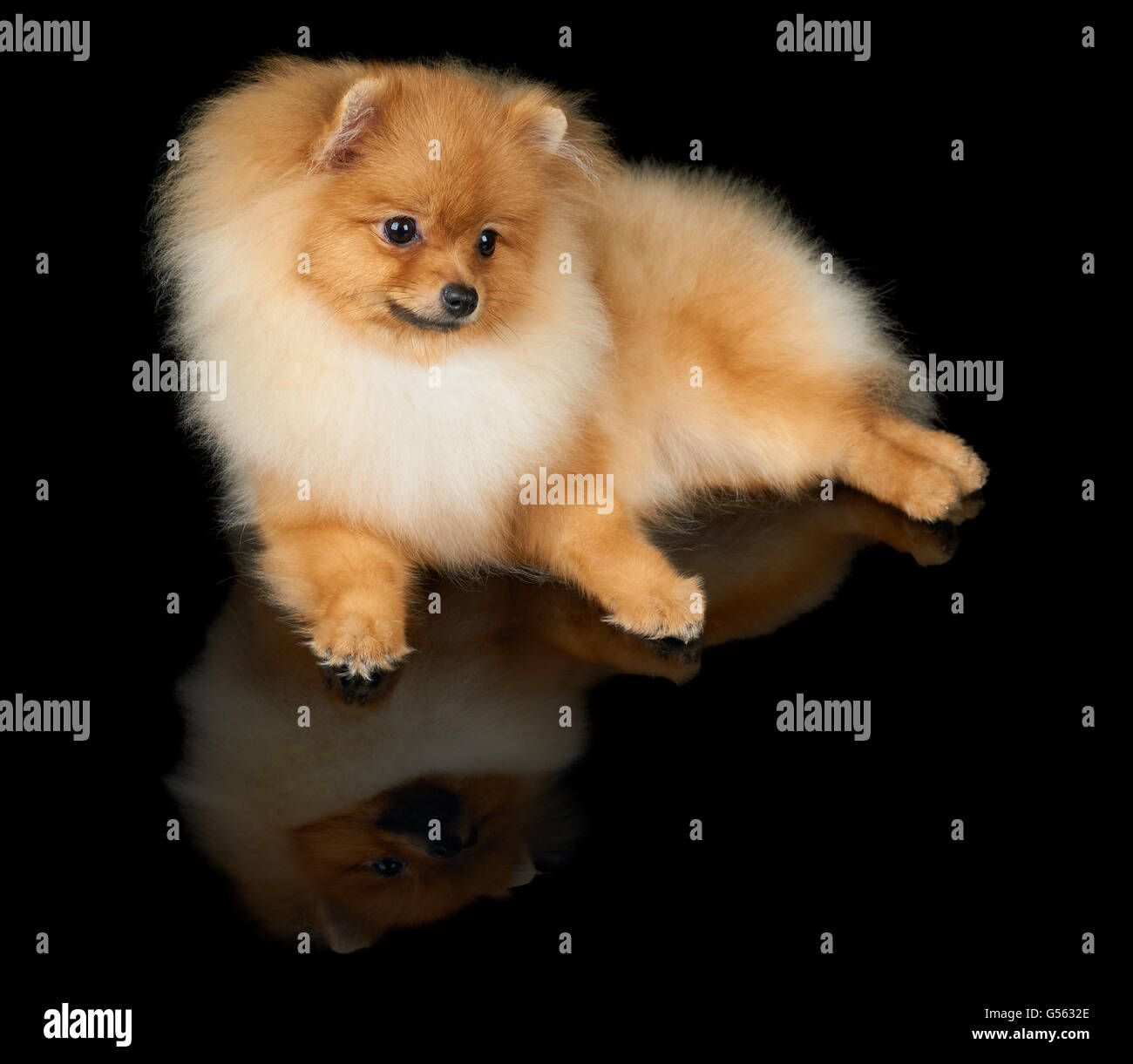 One red Pomeranian dog lies on black isolated background Stock Photo ...