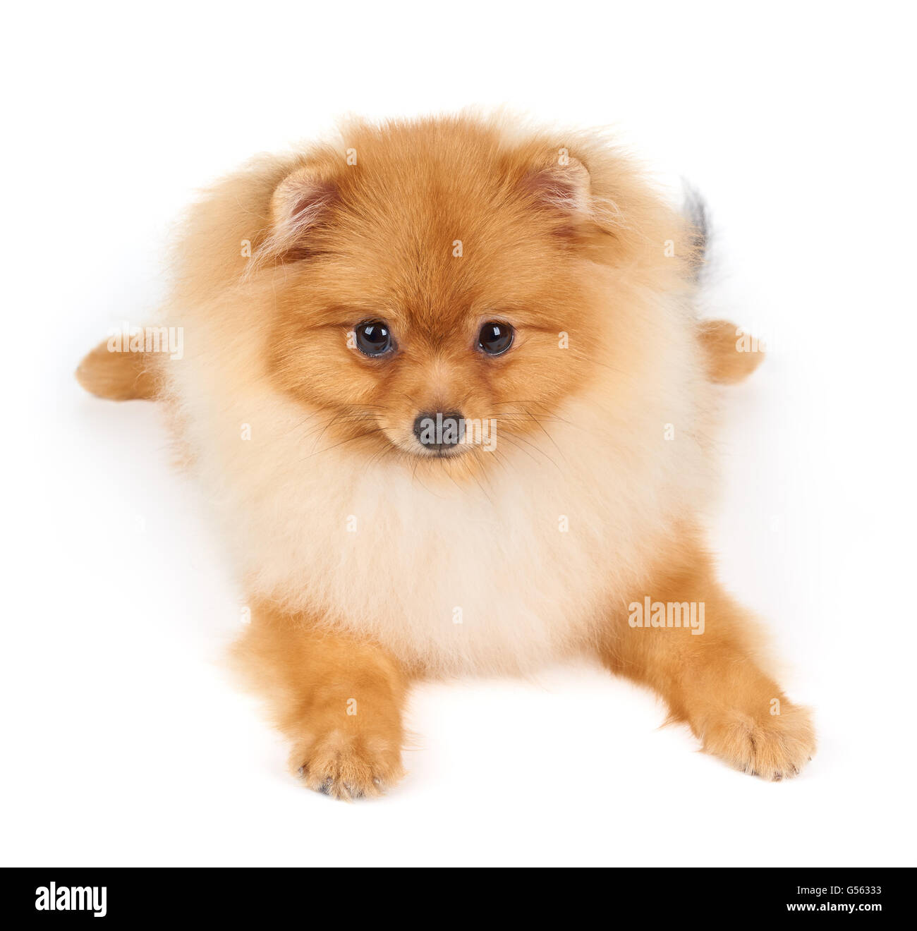 Spitz Cut Out Stock Images & Pictures - Alamy