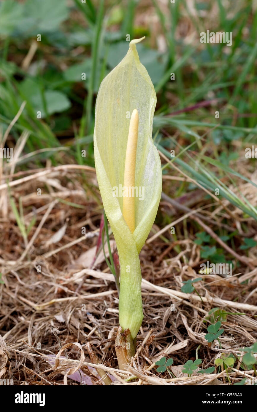 Cretan arum (Arum creticum) flower growing in short vegetation, Crete ...