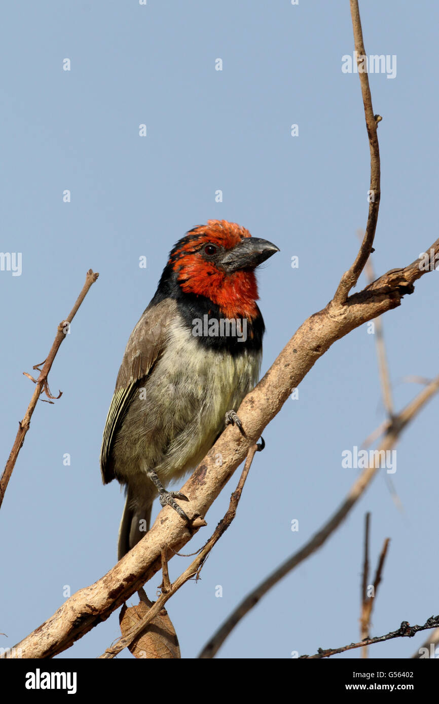 Black-collared Barbet (Lybius torquatus) adult, perched on branch ...
