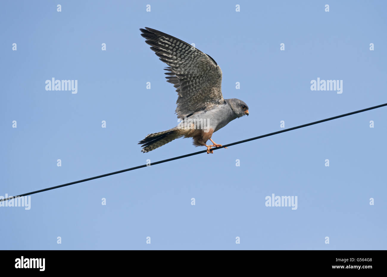 Red-footed Falcon (Falco vespertinus) immature male, first summer ...