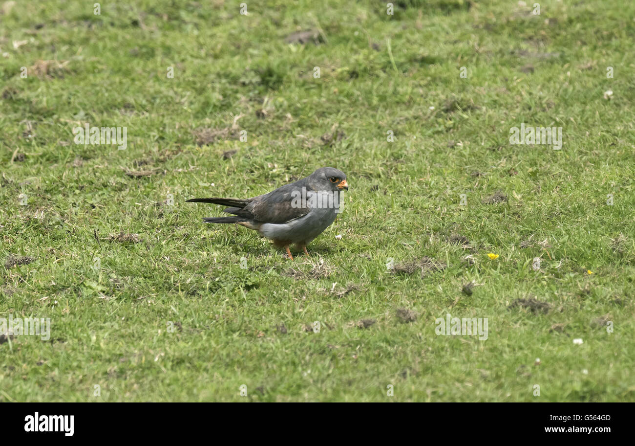 Falco vespertinus juvenile hi-res stock photography and images - Alamy