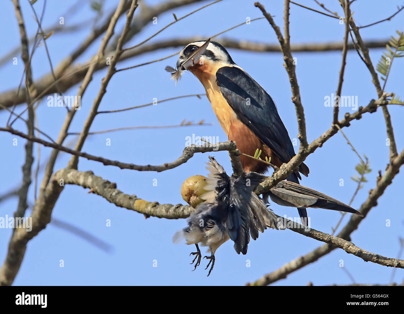 Falconets of asia hi-res stock photography and images - Alamy