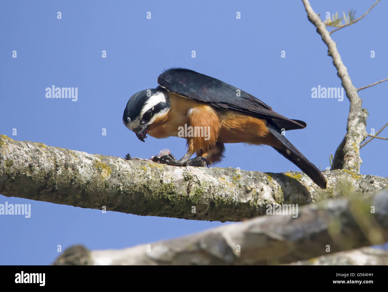 Collared Falconet (Microhierax caerulescens) adult, feeding, with ...