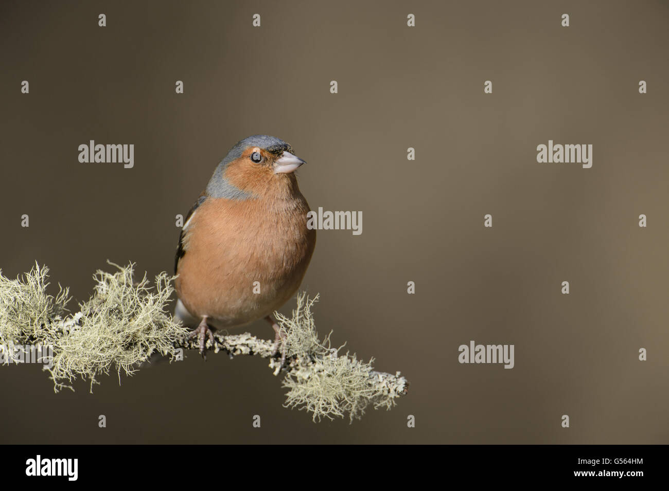 Mountain finch scotland hi-res stock photography and images - Alamy