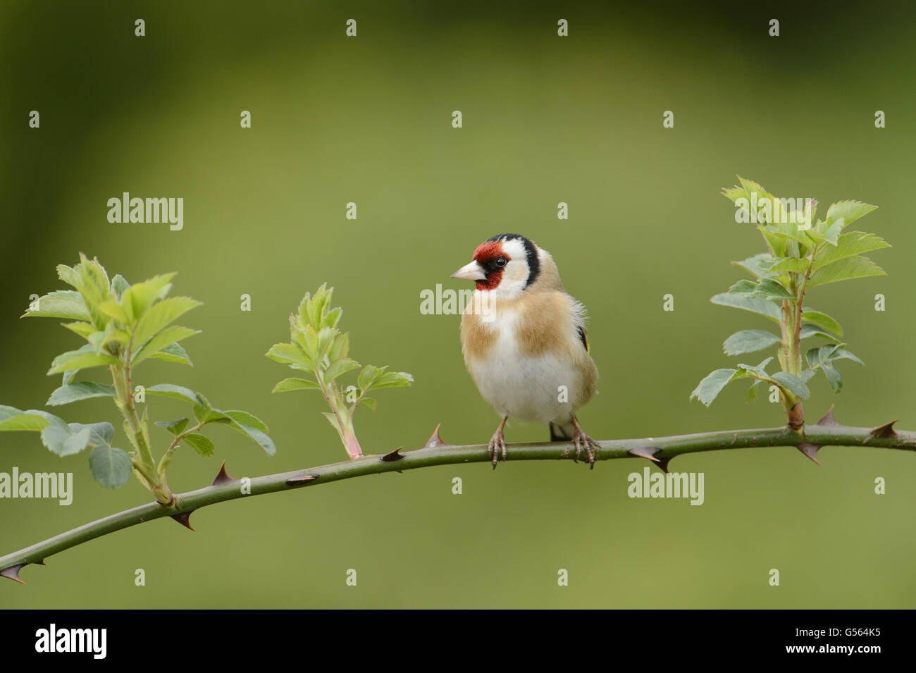 European Goldfinch (Carduelis carduelis) adult, perched on rose stem ...