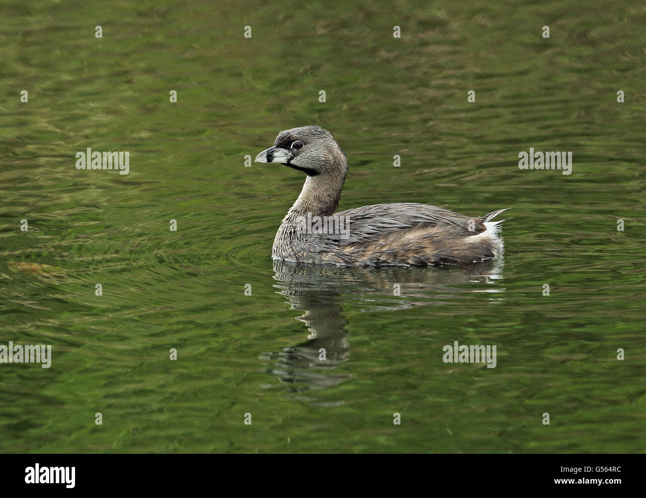 Pied-billed Grebe (Podilymbus podiceps podiceps) adult, swimming on ...