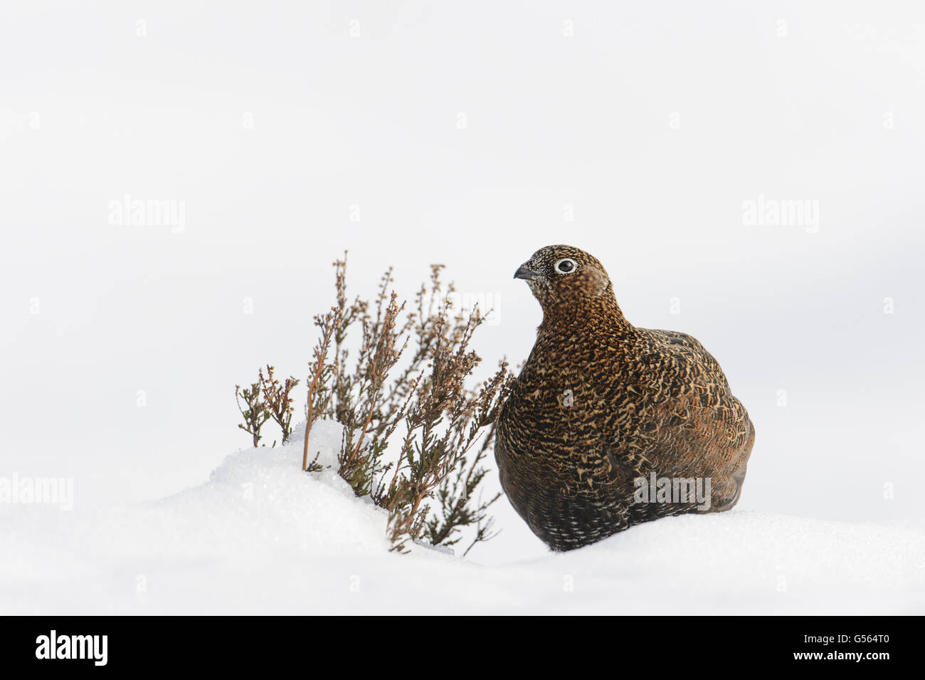 Red grouse feeding lagopus hi-res stock photography and images - Alamy
