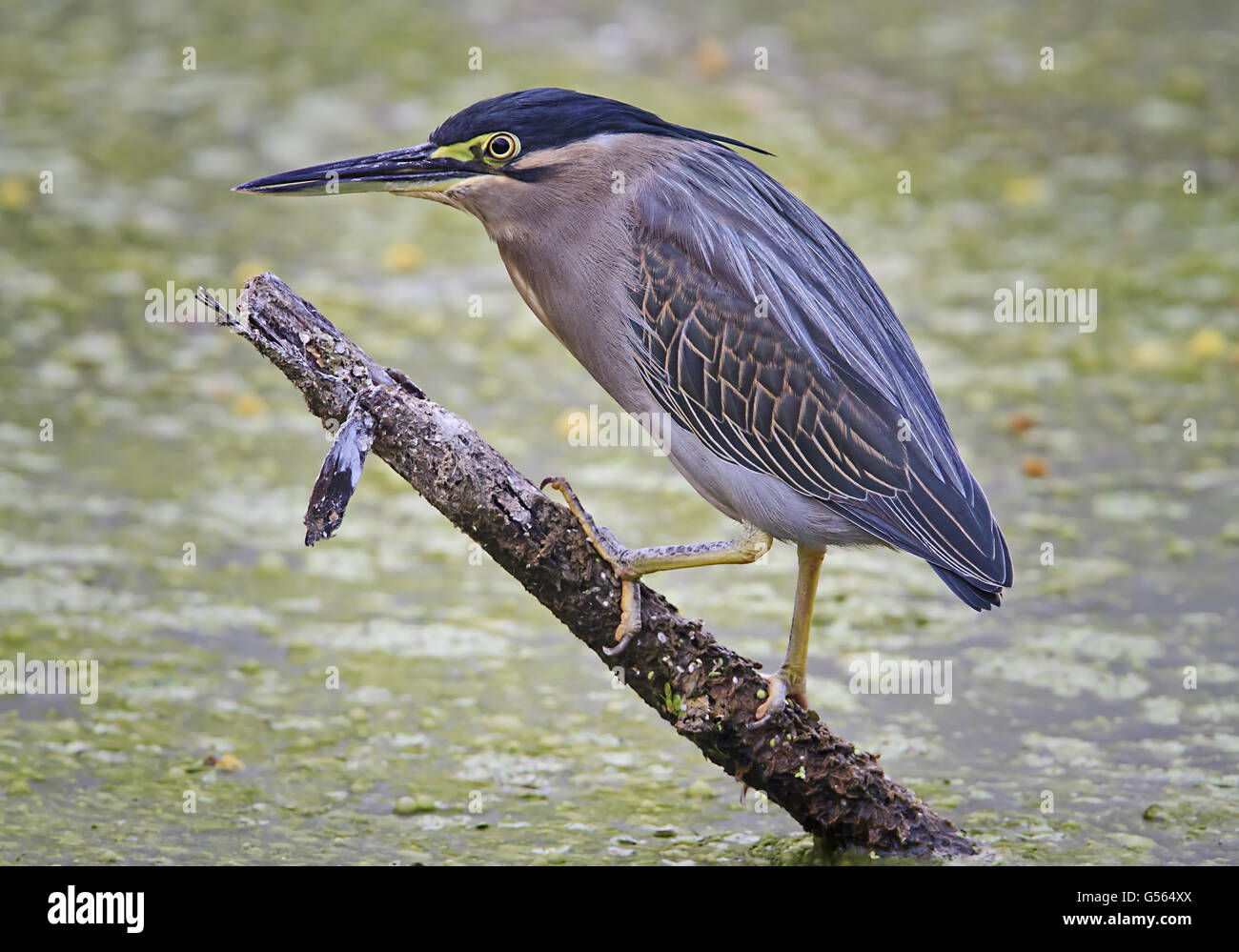 Asian butorides striata hi-res stock photography and images - Alamy