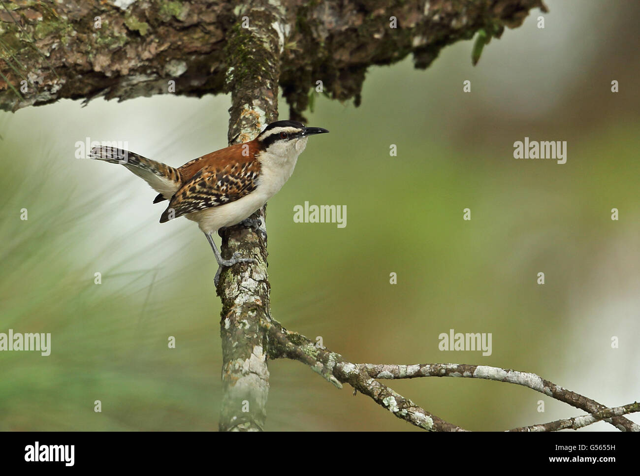 Rufous-naped Wren (Campylorhynchus rufinucha castaneus) adult, perched ...