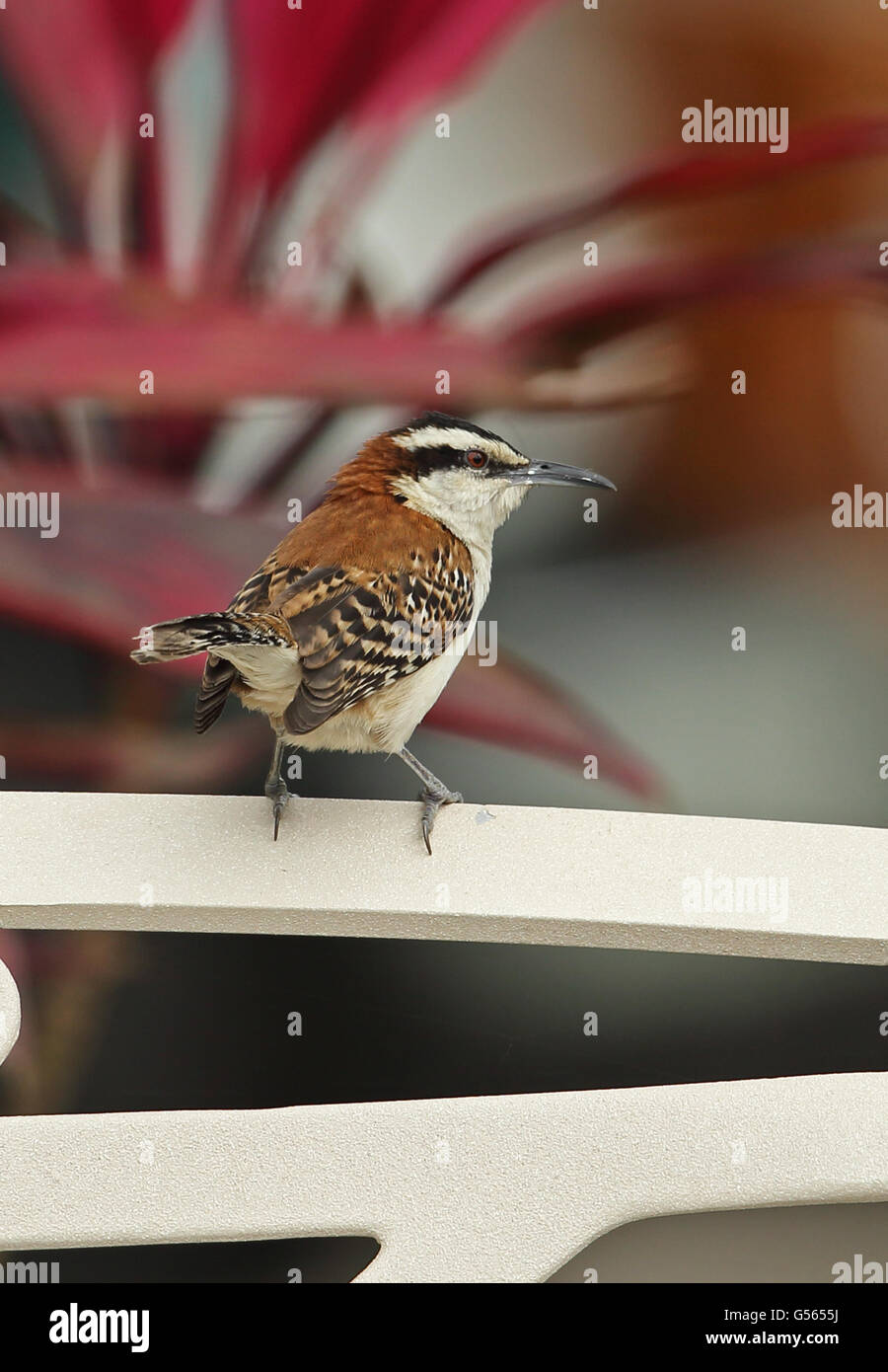 Rufous-naped Wren (Campylorhynchus rufinucha castaneus) adult, perched ...