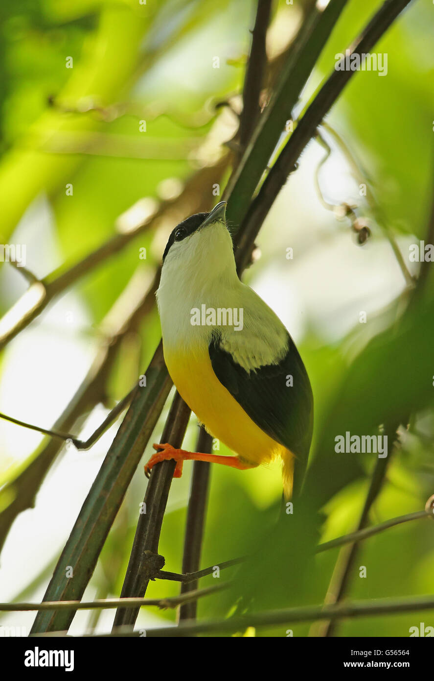 White collared manakin manacus candei hi-res stock photography and ...