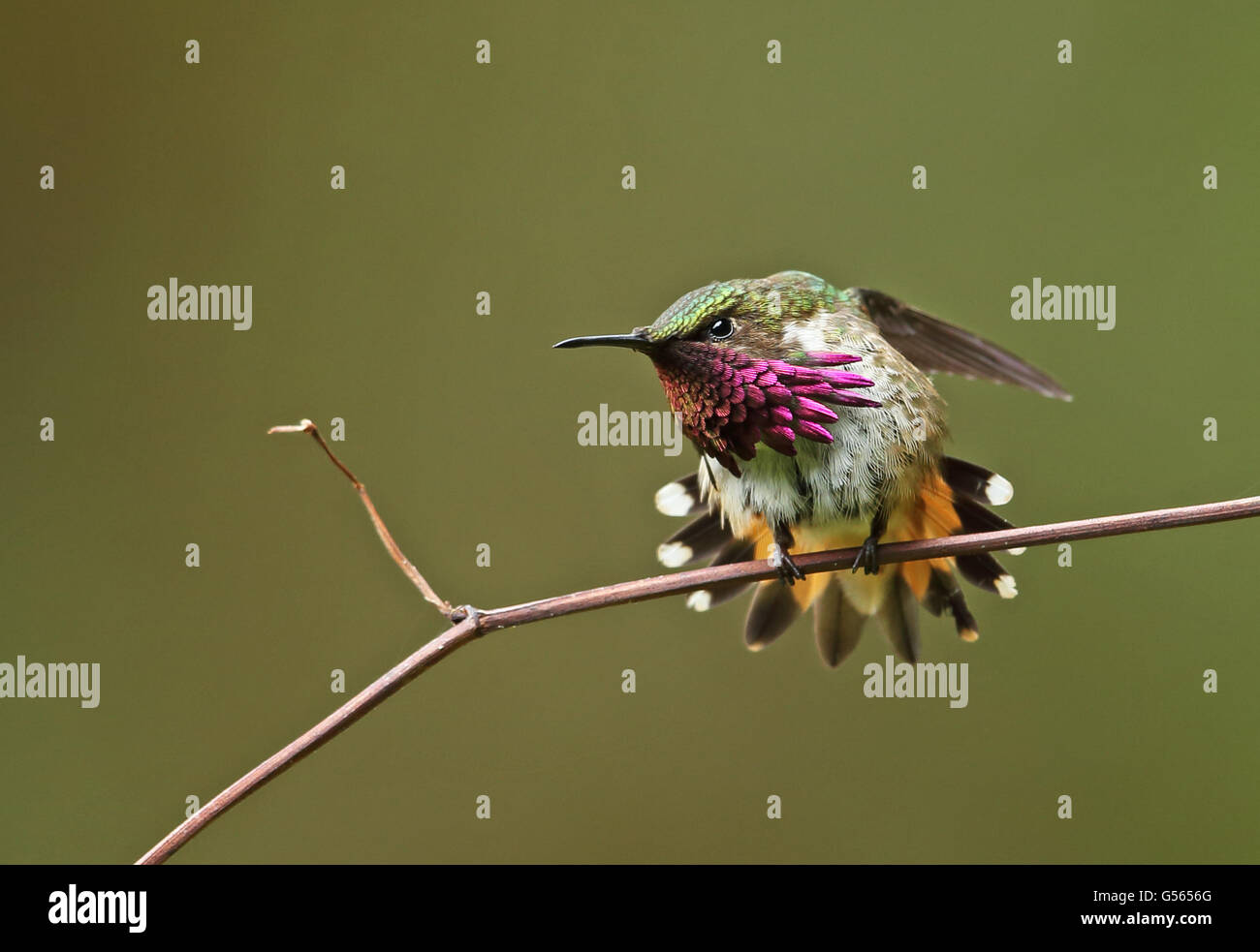 Atthis ellioti hi-res stock photography and images - Alamy