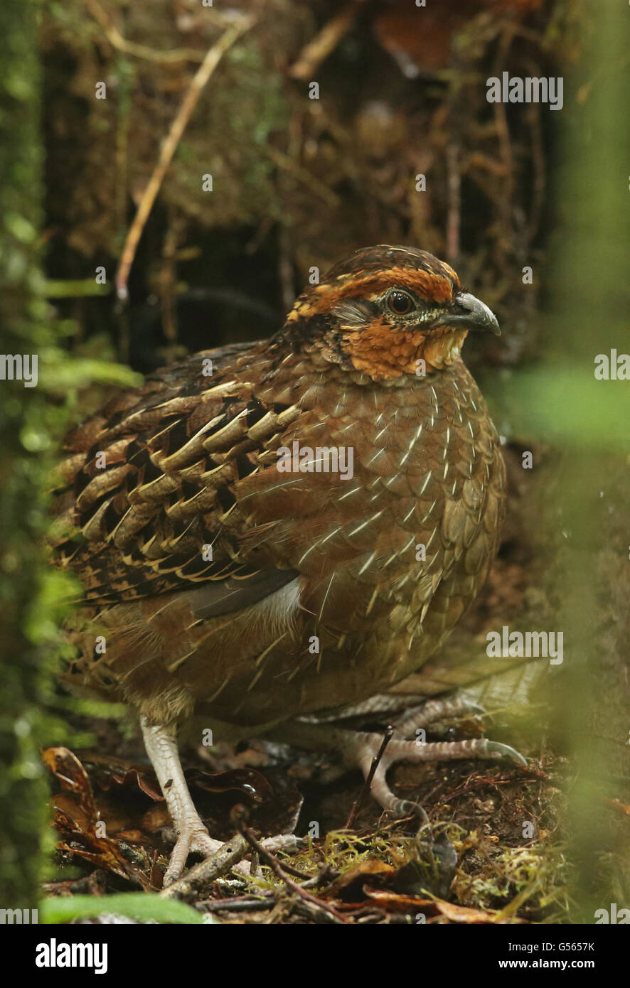 P fuscus hi-res stock photography and images - Alamy