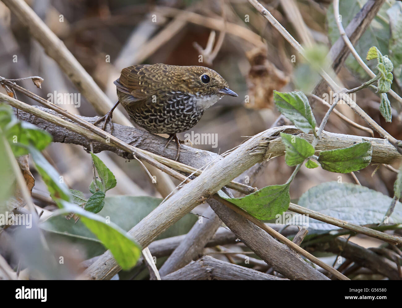 Scaly-breasted Wren-babbler (Pnoepyga albiventer) adult, perched on ...