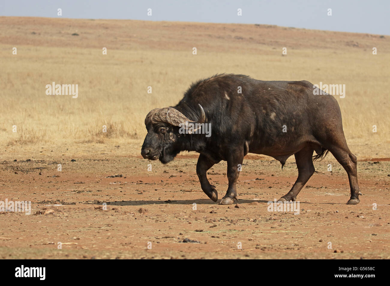 African cape buffalo walking in grassland hi-res stock photography and ...