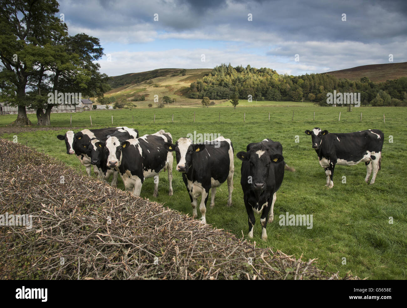 Domestic Cattle, Holstein dairy cows, herd standing beside recently ...