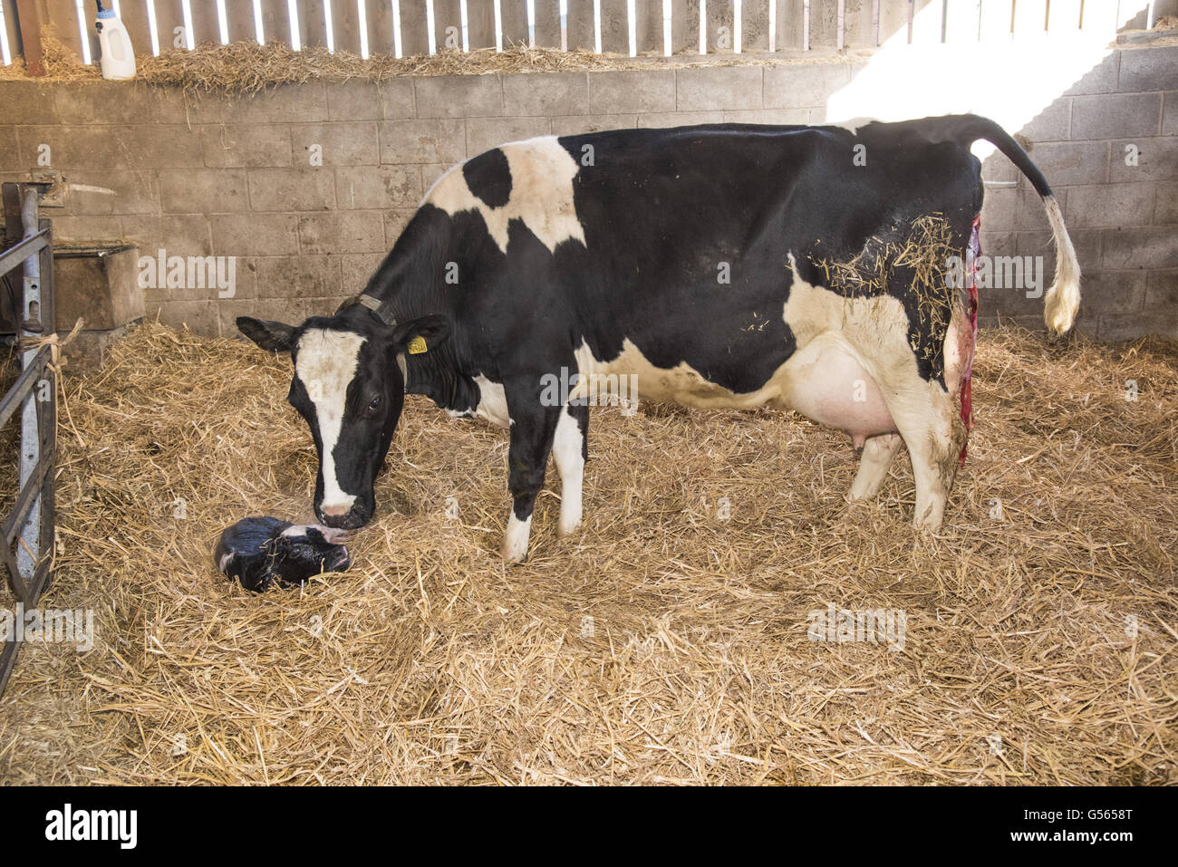 Domestic Cattle, dairy cow with newborn heifer calf, still wet, resting ...