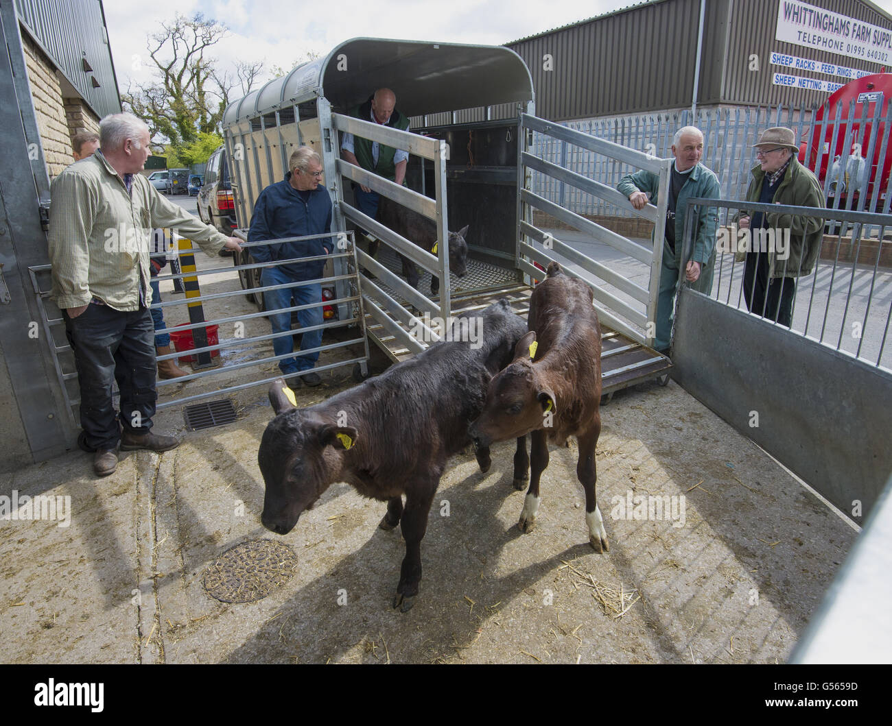 Unloading Cattle High Resolution Stock Photography and Images - Alamy