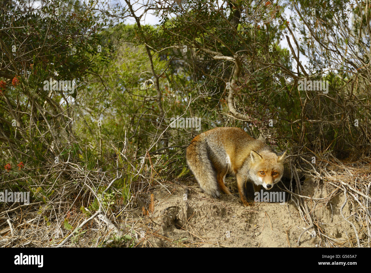 Foxes by the burrow den hi-res stock photography and images - Alamy