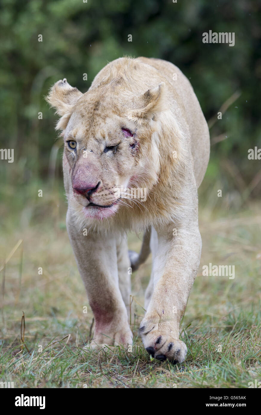Injured lion hi-res stock photography and images - Alamy