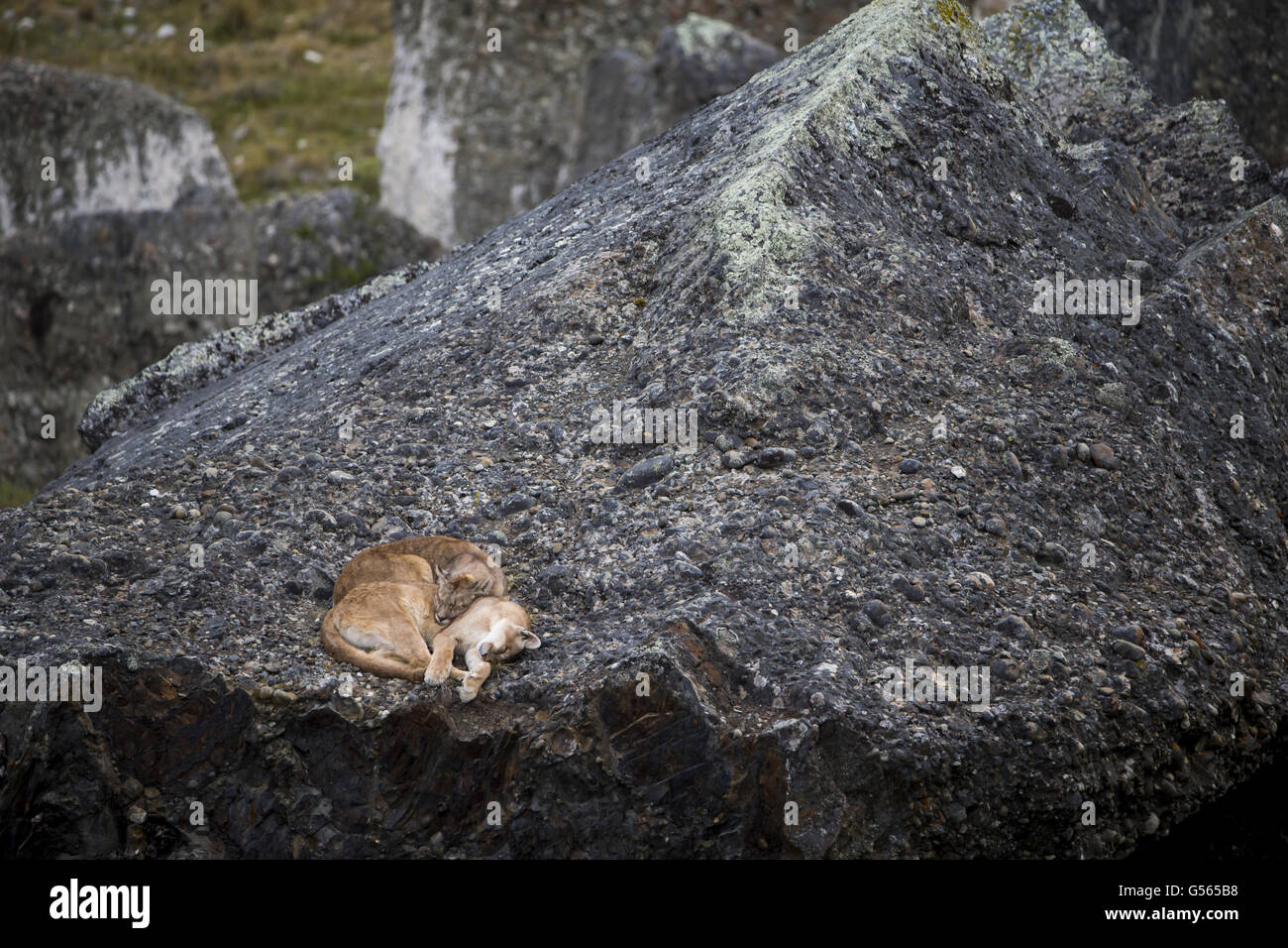 Puma (Puma concolor puma) two cubs, sleeping on rocks, Torres del Paine ...
