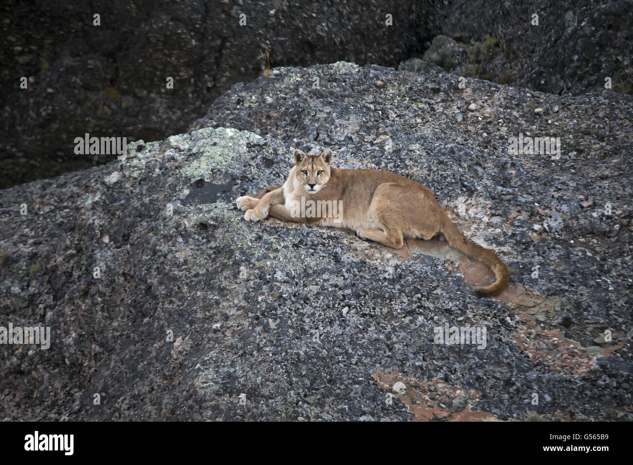 Cougars on rocks hi-res stock photography and images - Alamy