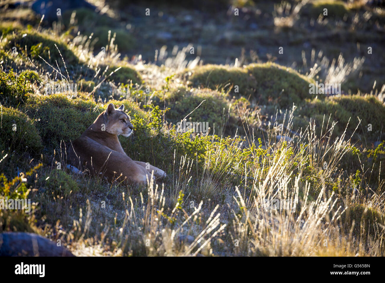 Felis concolor patagonica hi-res stock photography and images - Alamy