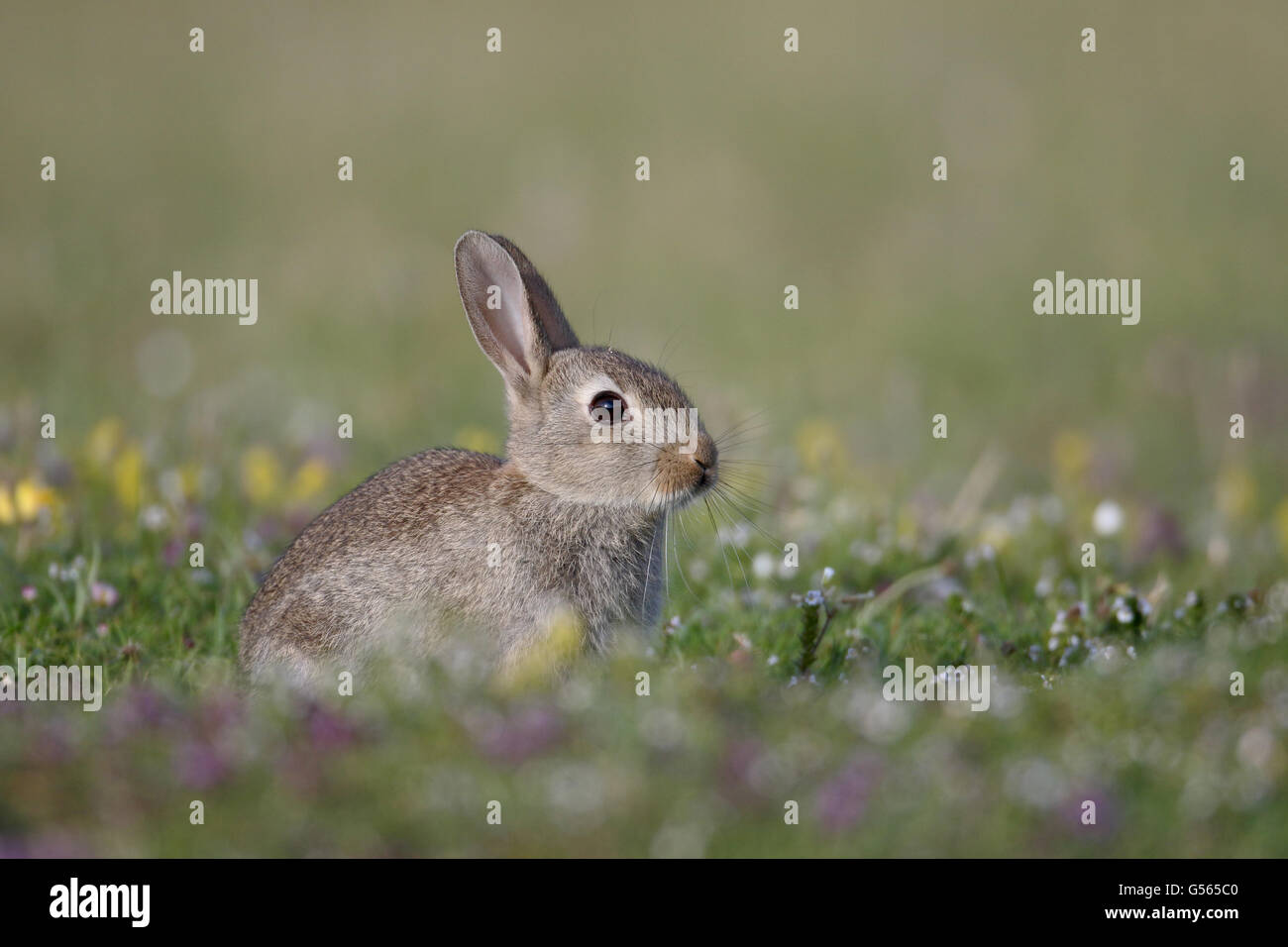 European Rabbit (Oryctolagus cuniculus) young, sitting amongst ...