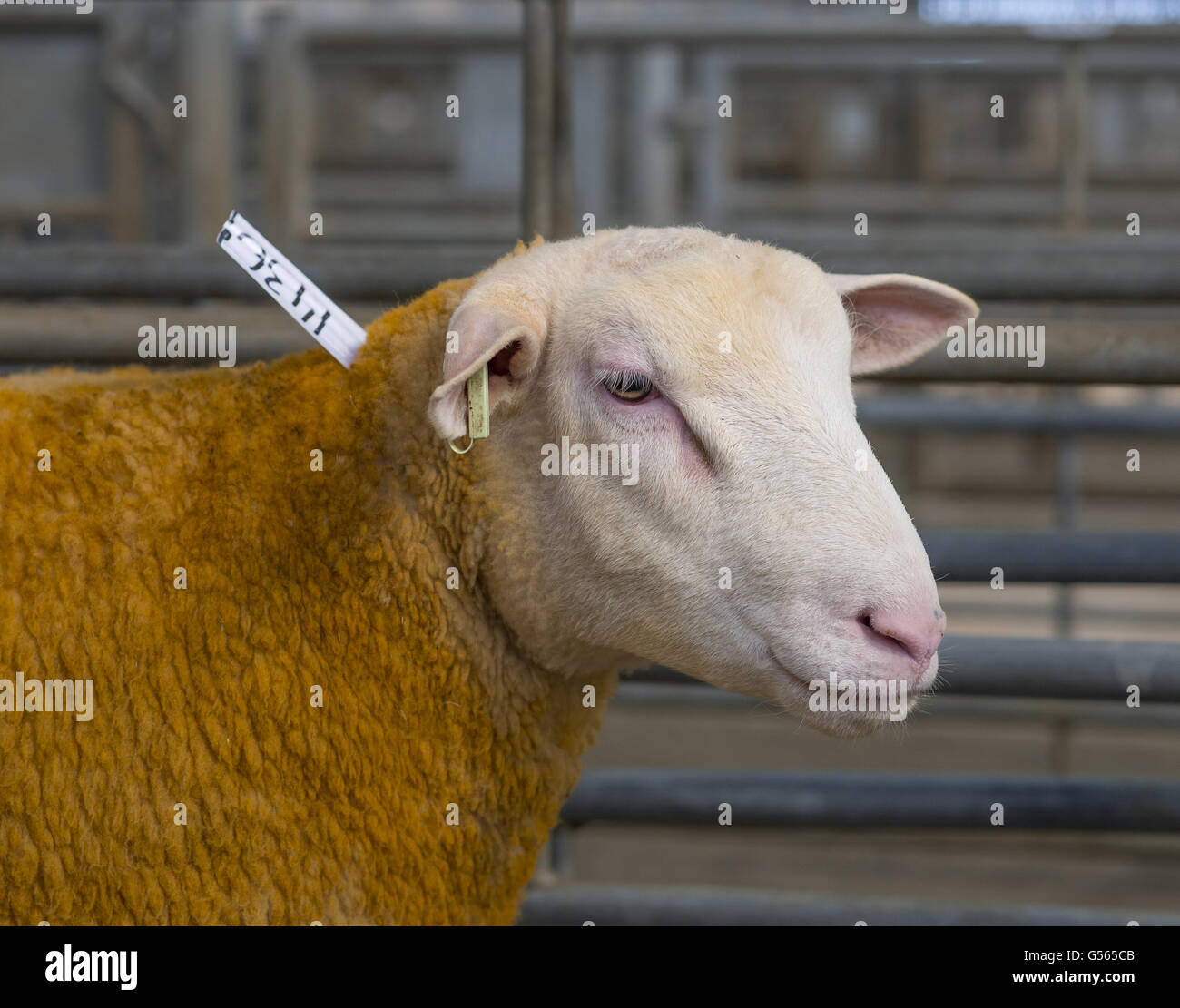 Domestic Sheep, Berrichon Du Cher ewe, close-up of head, in pen at ...