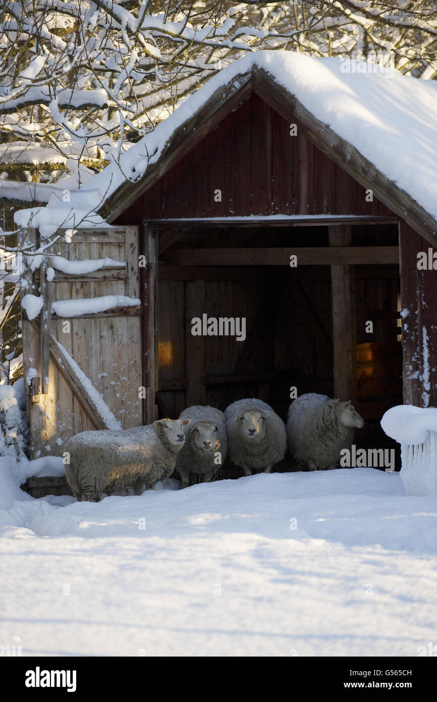Domestic Sheep, four ewes, standing in snow beside barn, Sweden ...