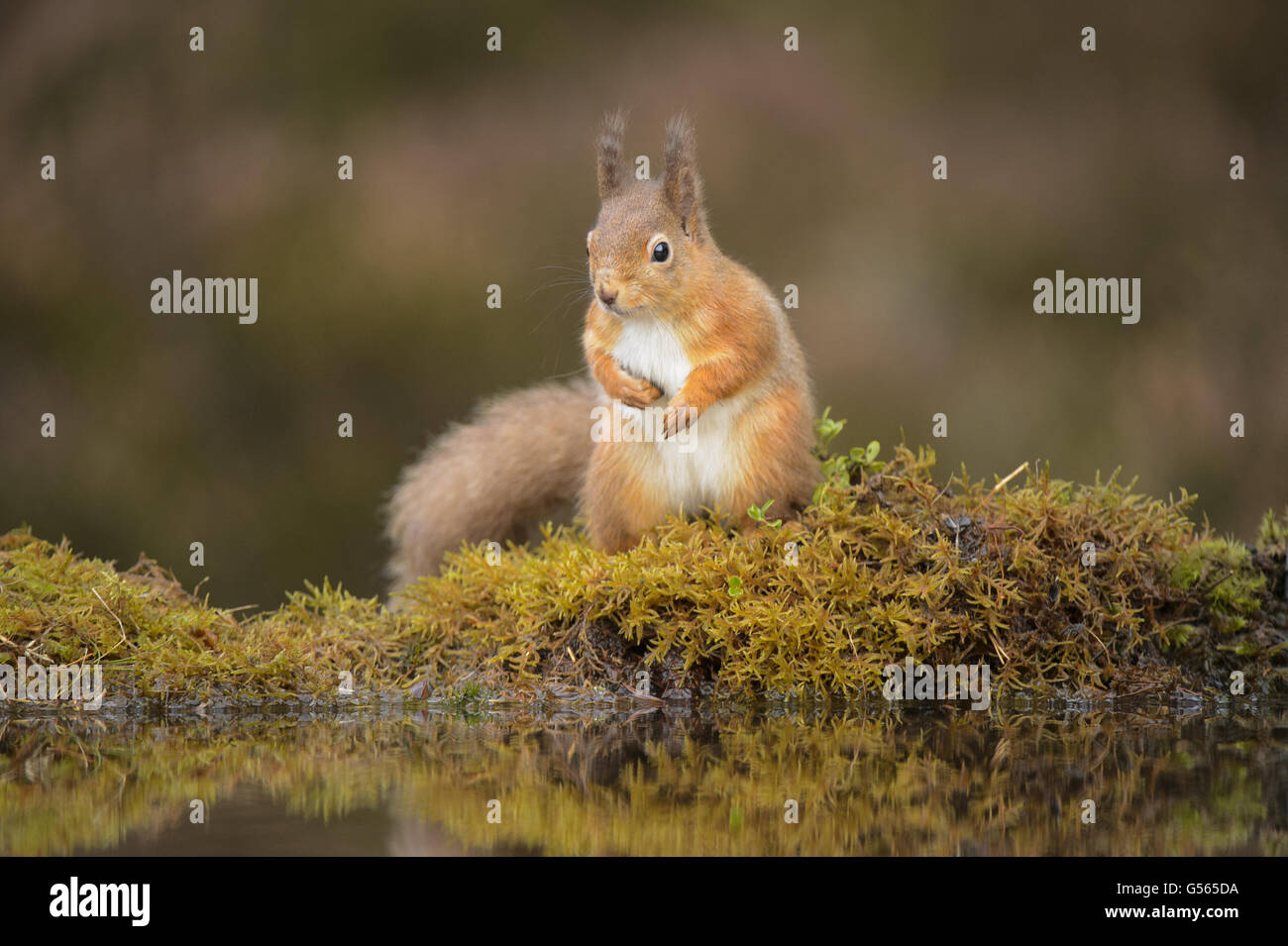 Eurasian Red Squirrel (Sciurus vulgaris) adult, sitting beside pool in ...