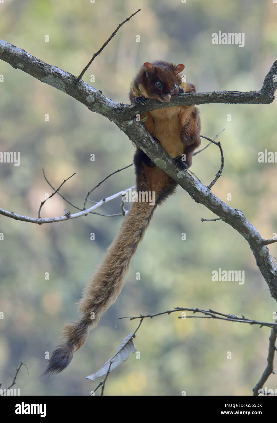Red Giant Flying Squirrel (Petaurista petaurista) adult, resting on ...