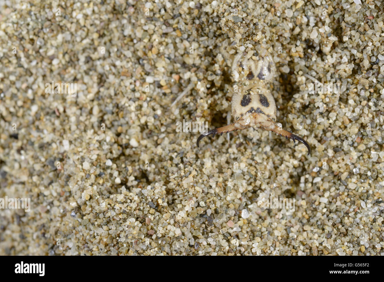 Antlion (Synclisis baetica) larva, emerging from pit trap, Tuscany ...