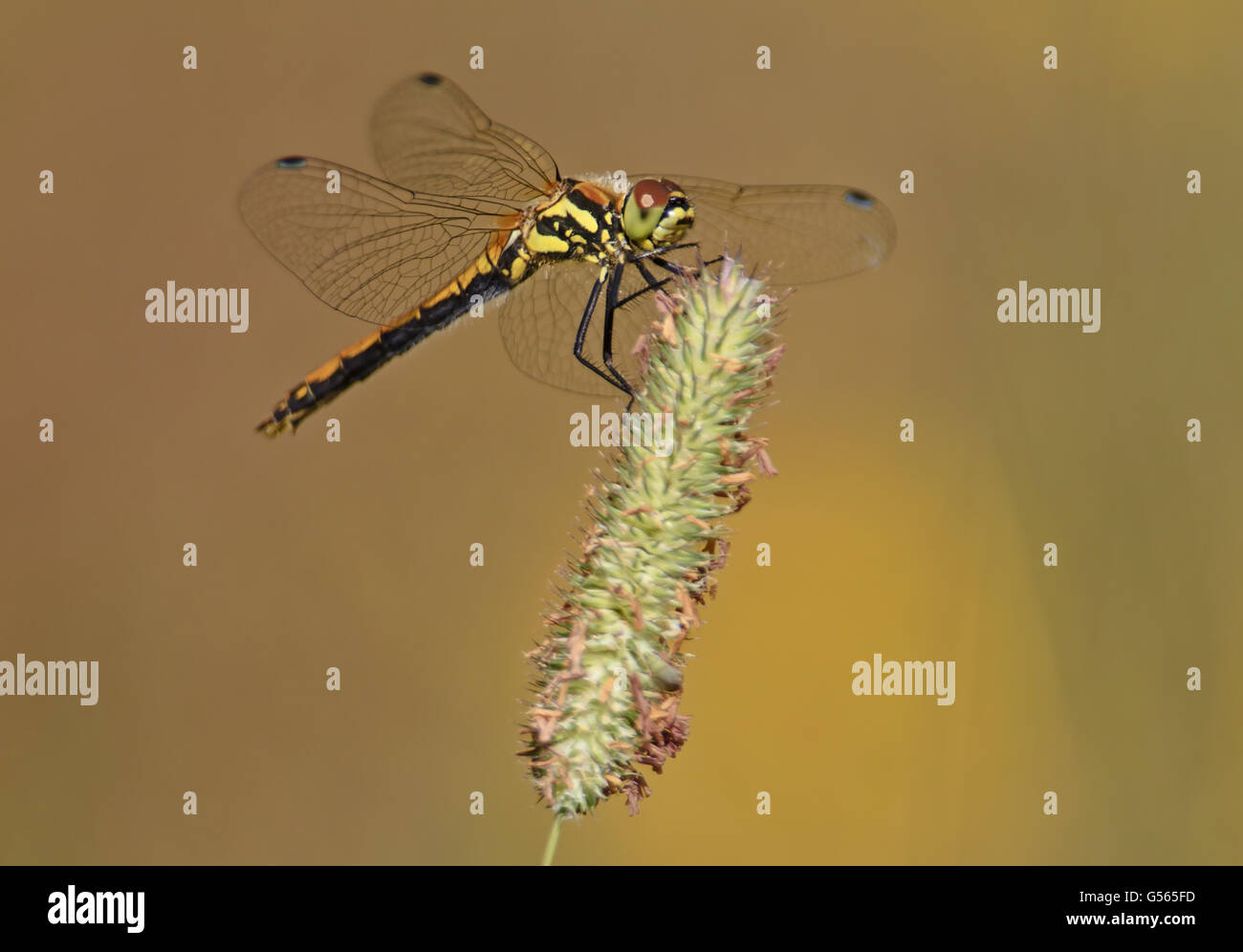 Black Darter (Sympetrum danae) adult female, resting on Timothy Grass ...