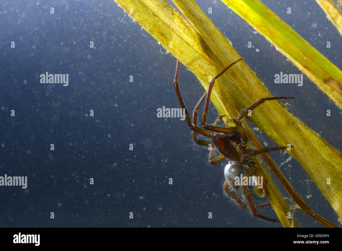 Diving bell spider bubbles hi-res stock photography and images - Alamy