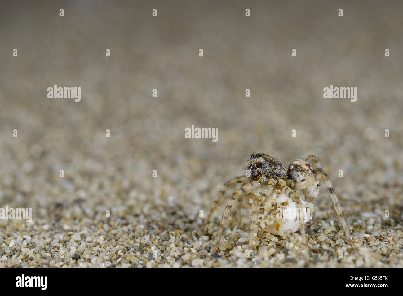 Sand Wolfspider (Arctosa perita) adult female, with ovisac, on sandy ...