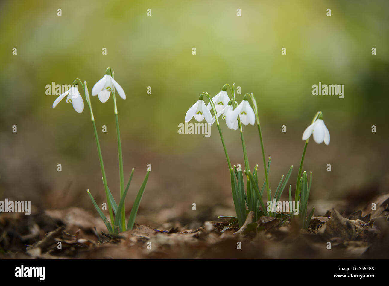 Snowdrop (Galanthus nivalis) flowering, growing in deciduous woodland ...