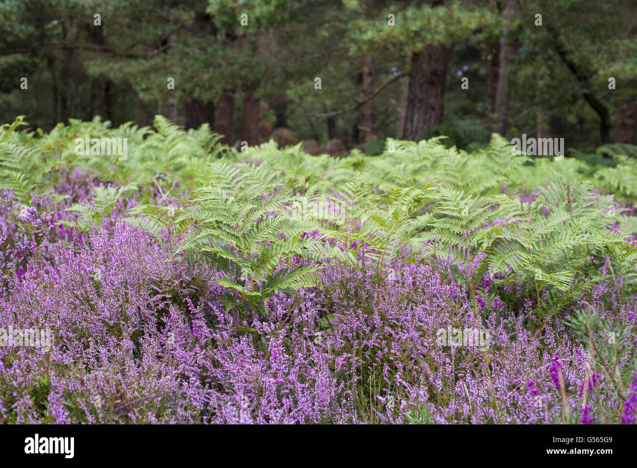 Common Heather (Calluna vulgaris) flowering, growing beside fern fronds ...