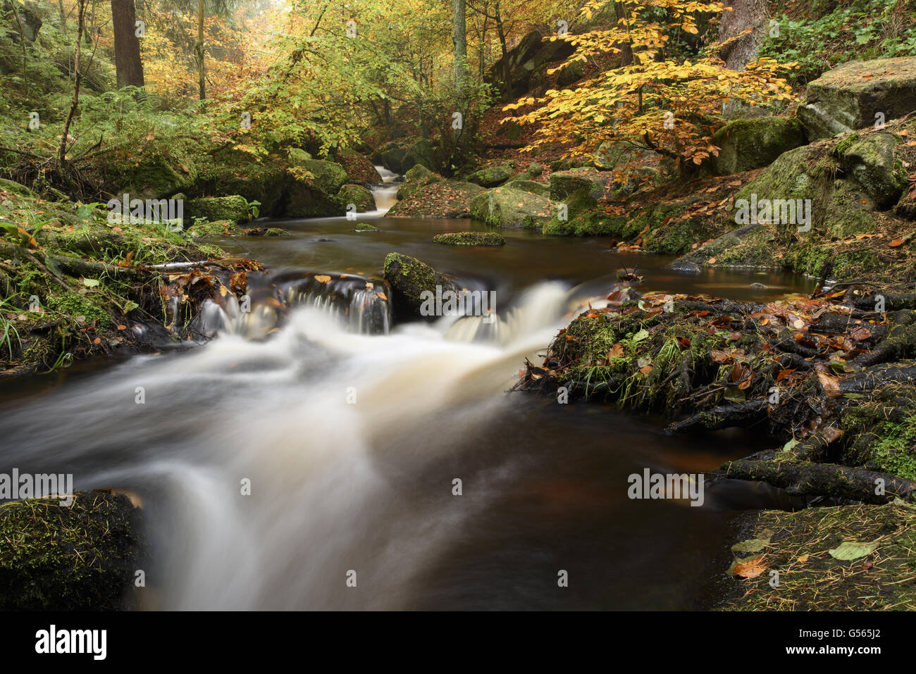 View of cascading river, flowing through Common Beech (Fagus sylvatica ...