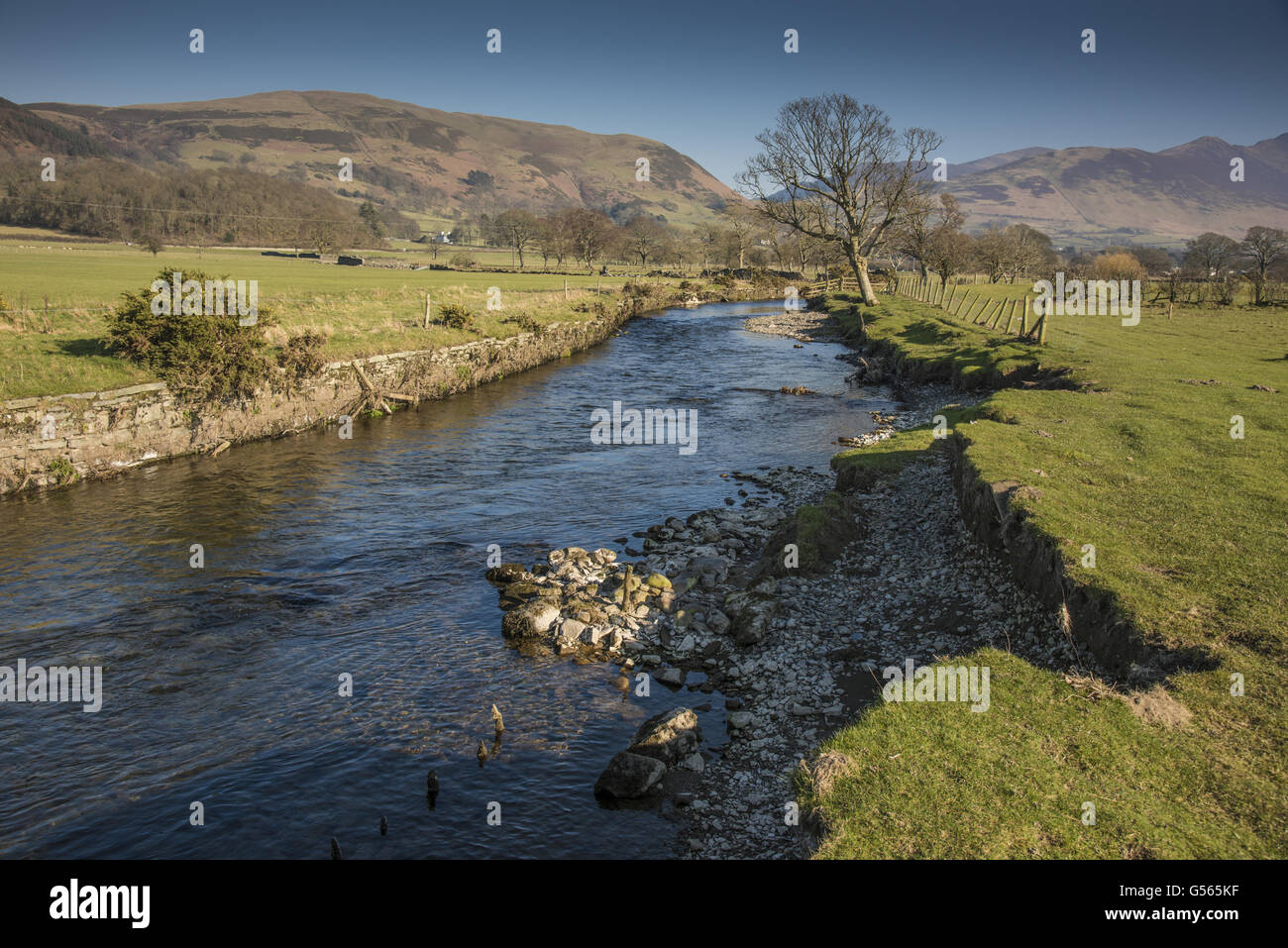 Beck flowing through pasture, Cockermouth, Cumbria, England, March ...